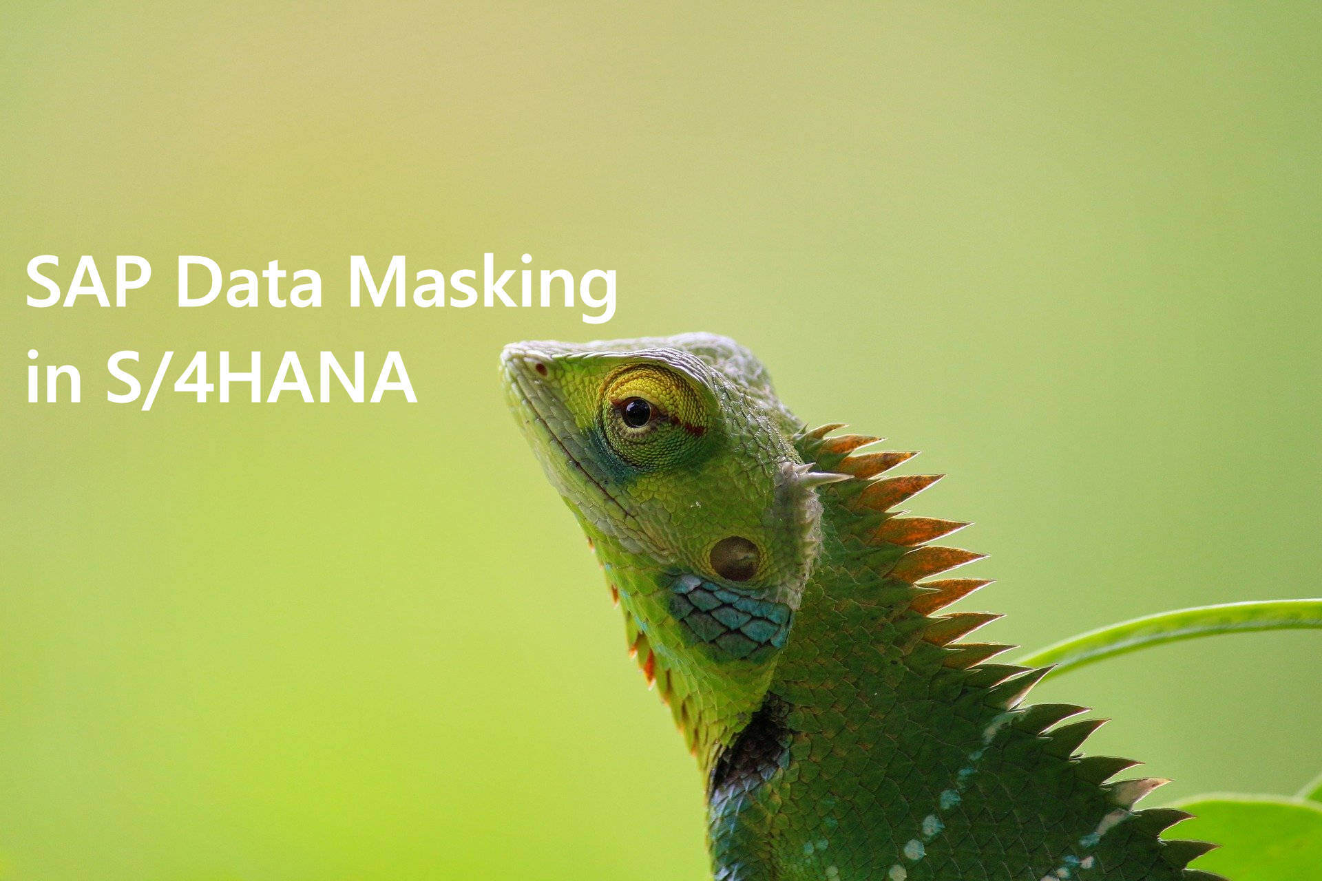 SAP Data Masking in S/4HANA